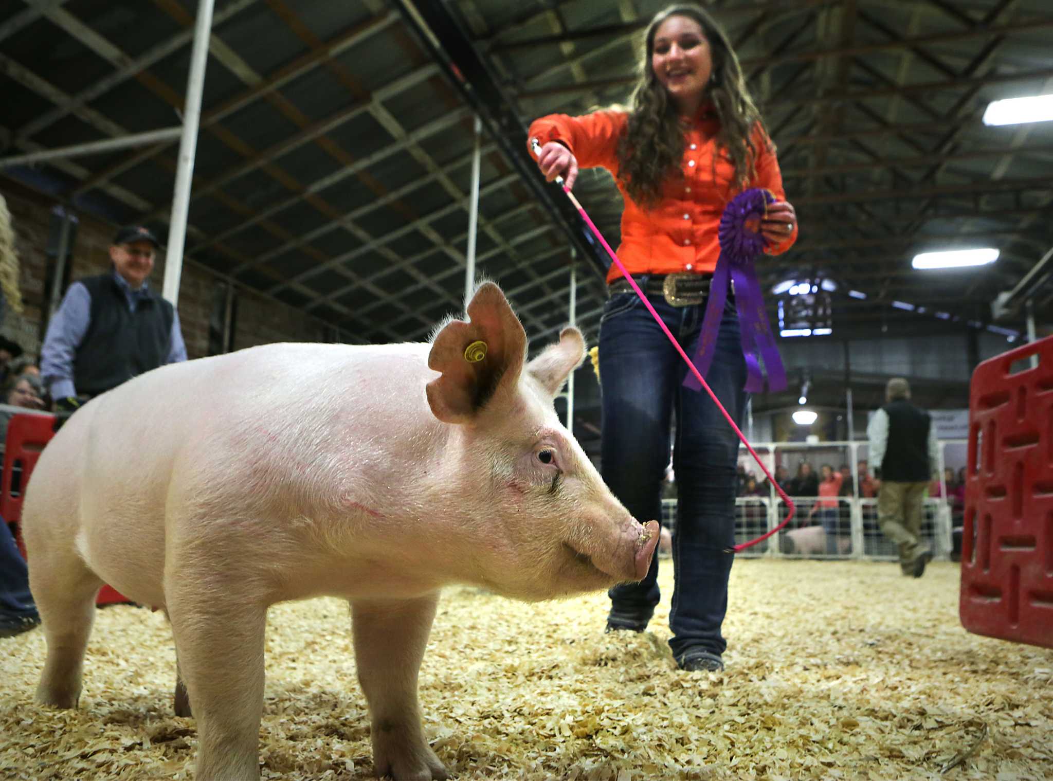 North Side students show animals at local livestock show
