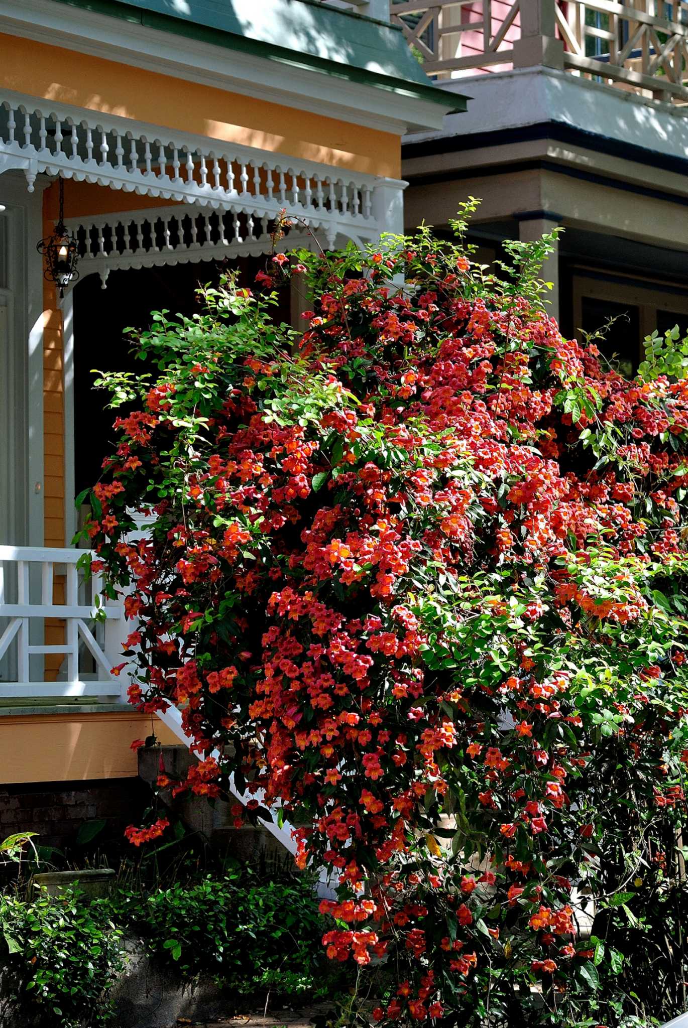 Vertical gardening maximizes space for flowers, veggies