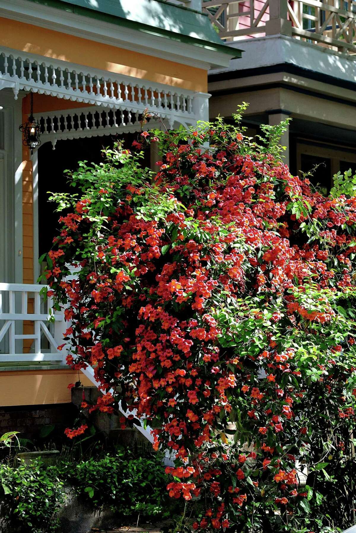 Vertical gardening maximizes space for flowers, veggies