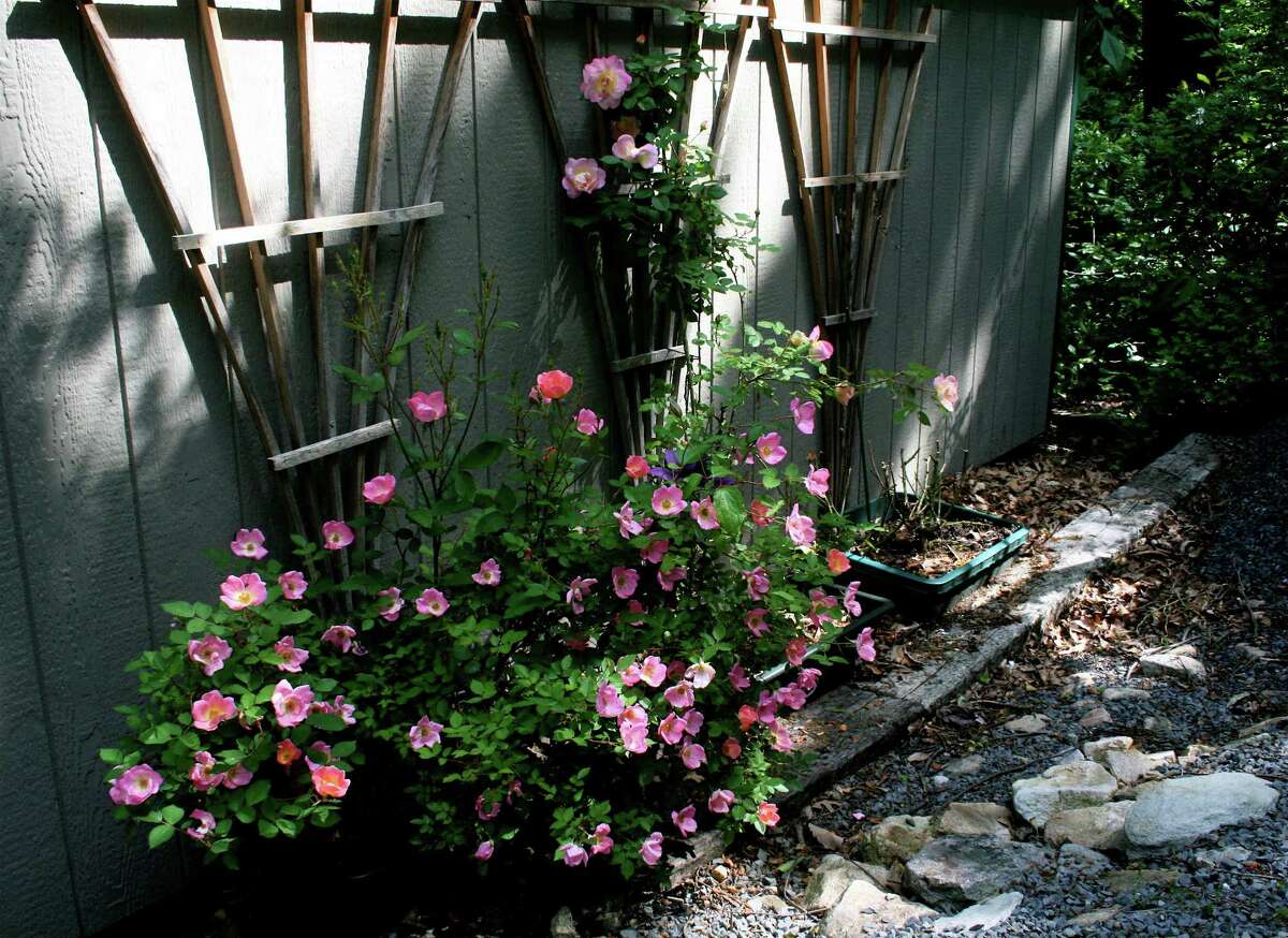 Vertical gardening maximizes space for flowers, veggies