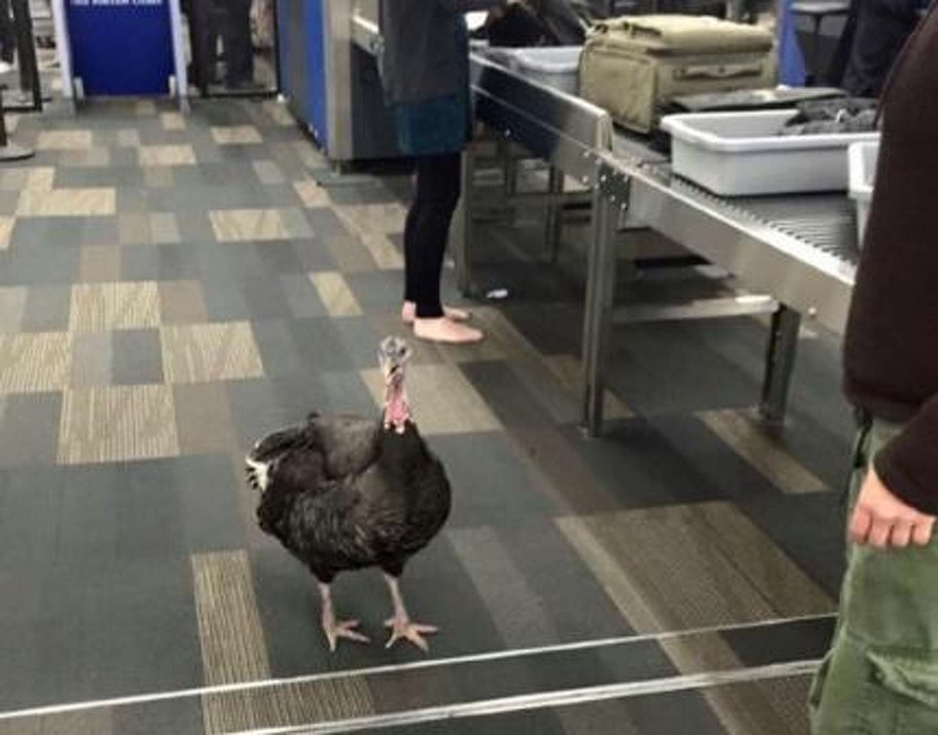 SFO adds therapy pig to greet travelers