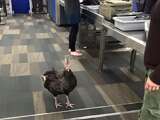Photo: Emotional support turkey looks unruffled in SFO security line