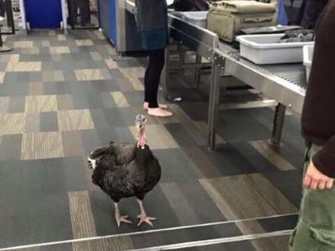 Photo: Emotional support turkey looks unruffled in SFO security line