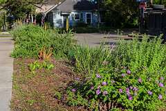 Edible Earth landscaping you can eat