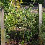 Edible Earth landscaping you can eat - Houston Chronicle