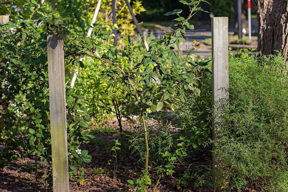 Edible Earth landscaping you can eat