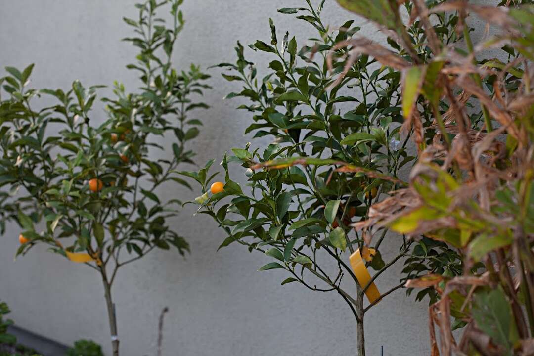 Edible Earth landscaping you can eat