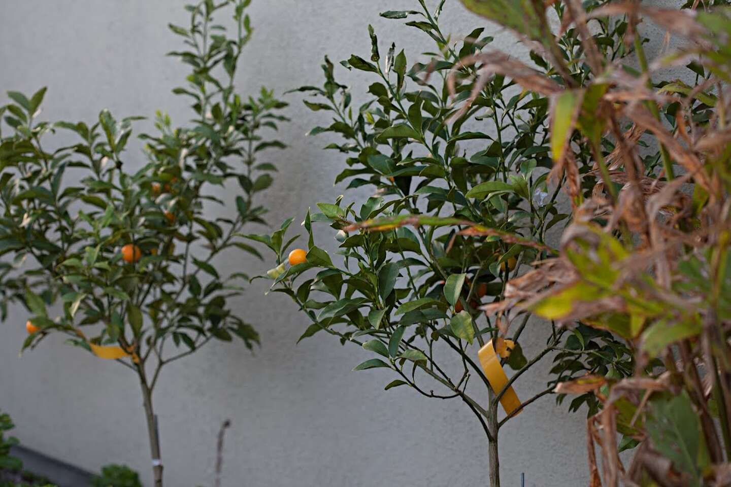 Edible Earth landscaping you can eat