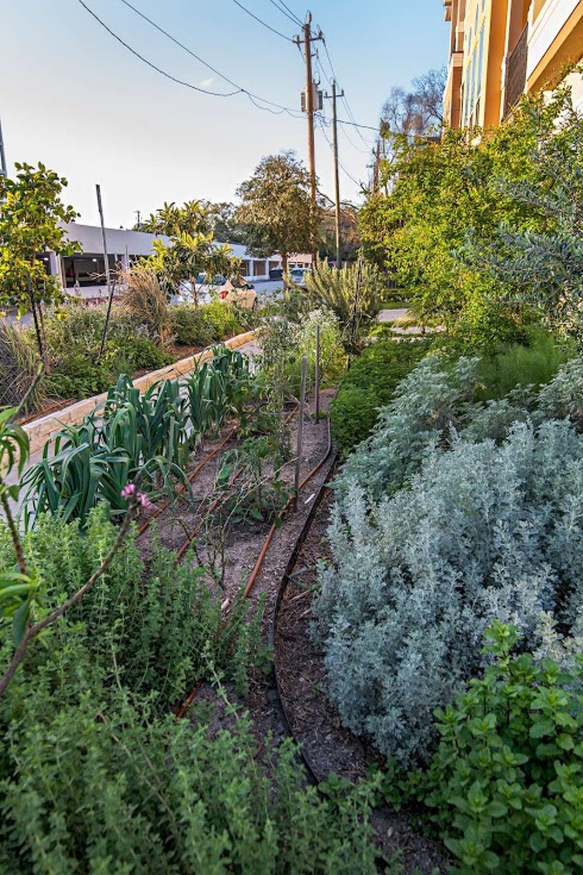 Edible Earth landscaping you can eat