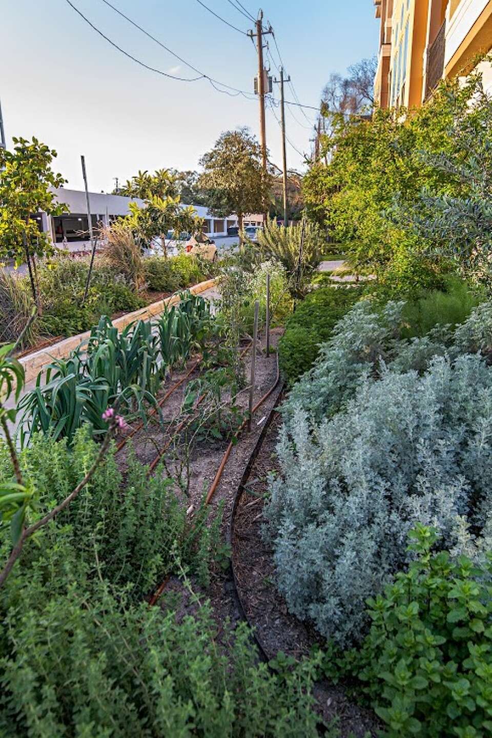 Edible Earth landscaping you can eat