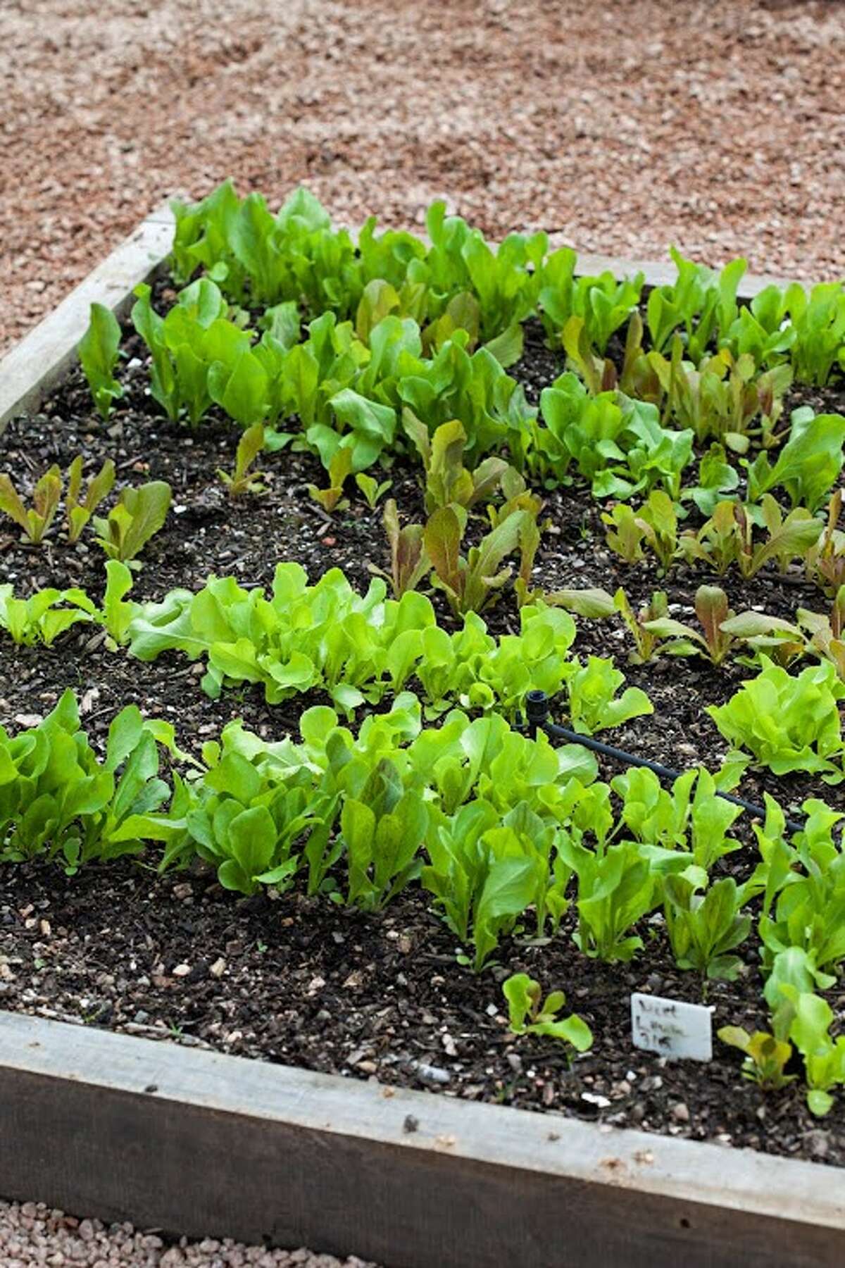 Edible Earth landscaping you can eat