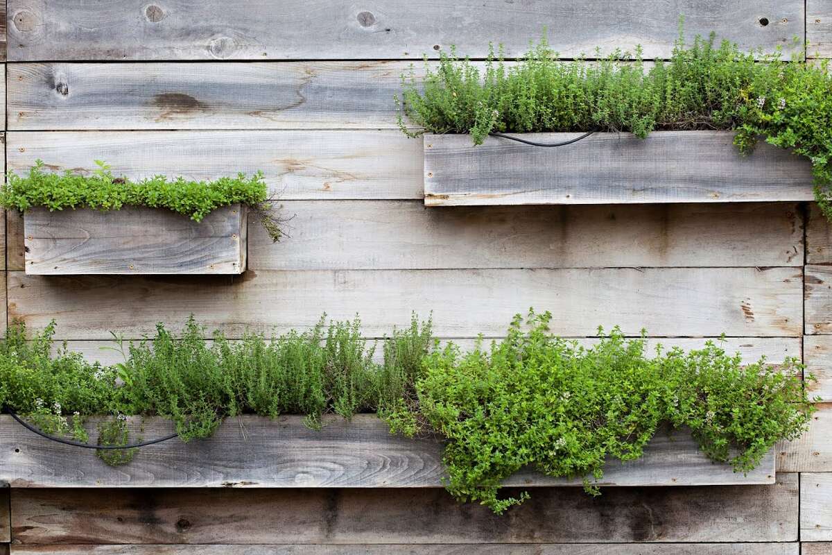 Edible Earth landscaping you can eat