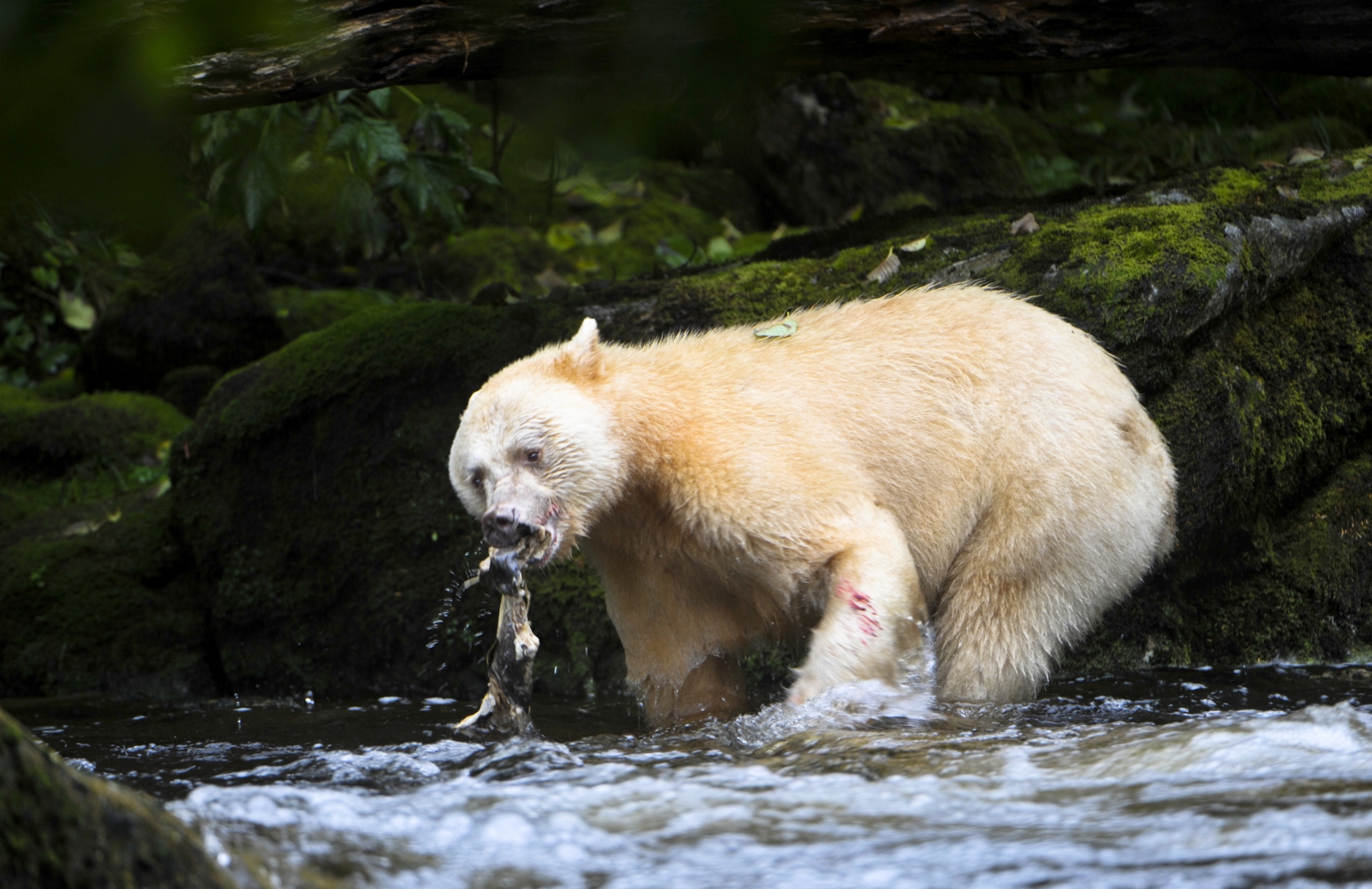 World's biggest temperate rainforest: Much of British Columbia coast ...