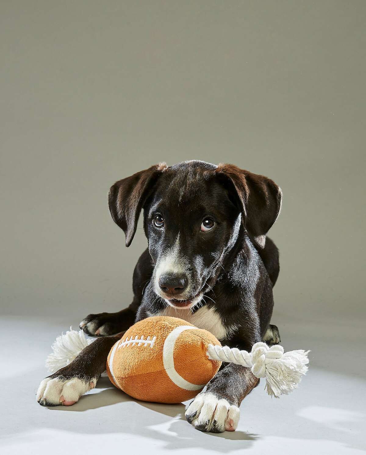 Barks, balls, and the Big Game: Meet your 2016 Puppy Bowl lineup