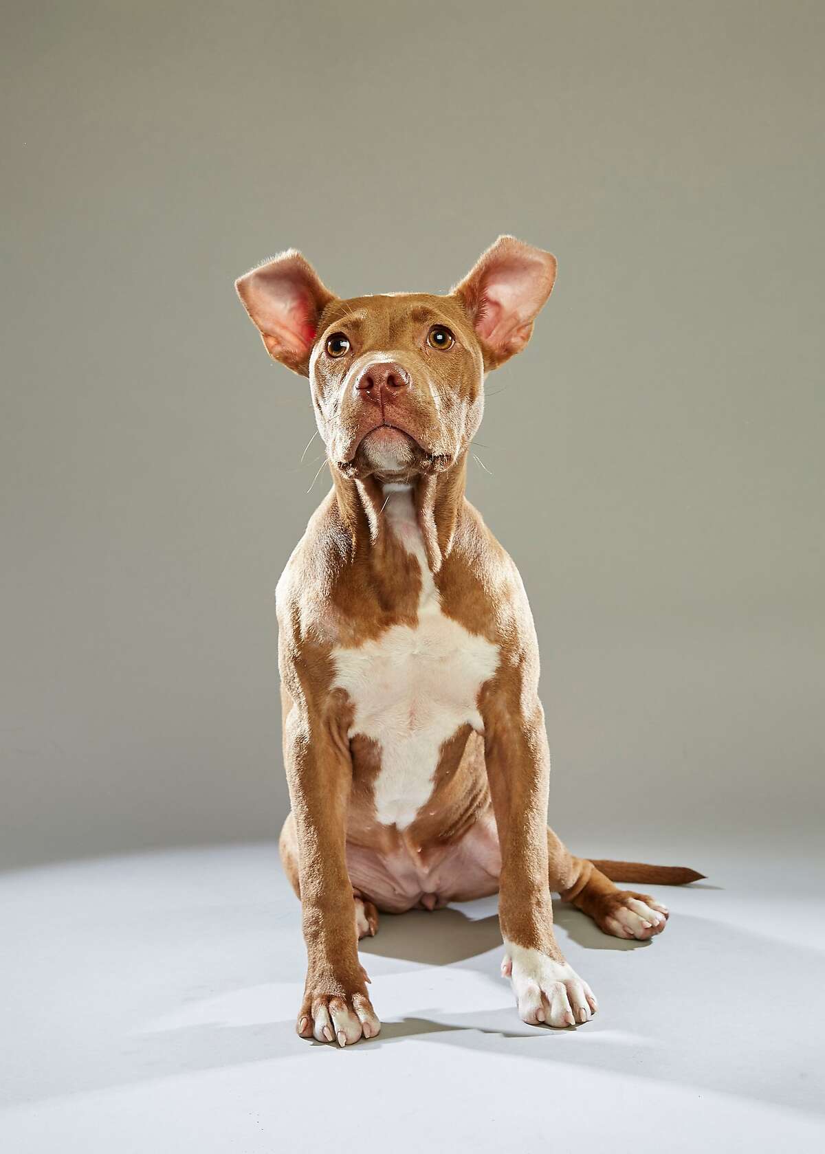 Barks, balls, and the Big Game: Meet your 2016 Puppy Bowl lineup