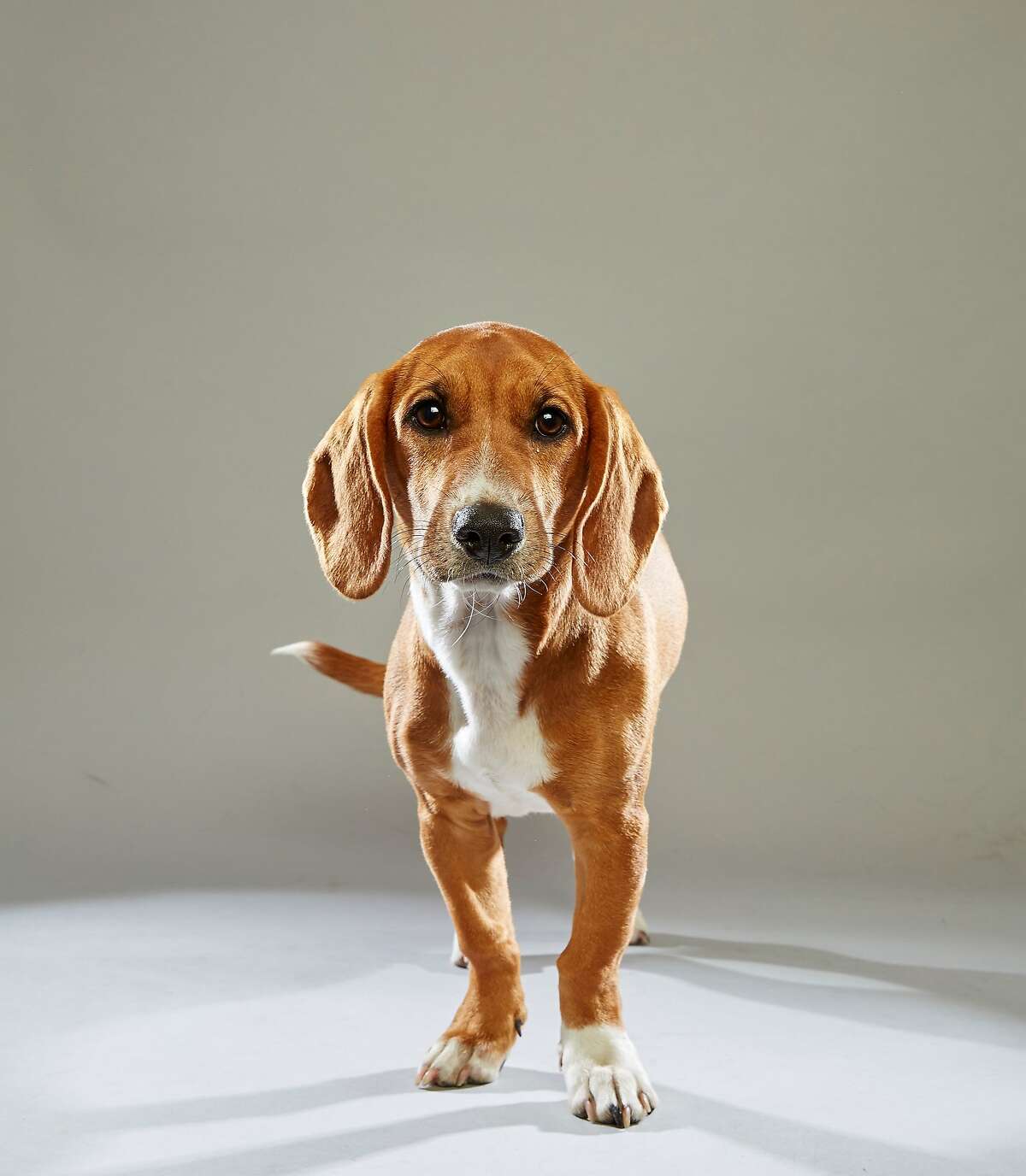 Barks, balls, and the Big Game: Meet your 2016 Puppy Bowl lineup