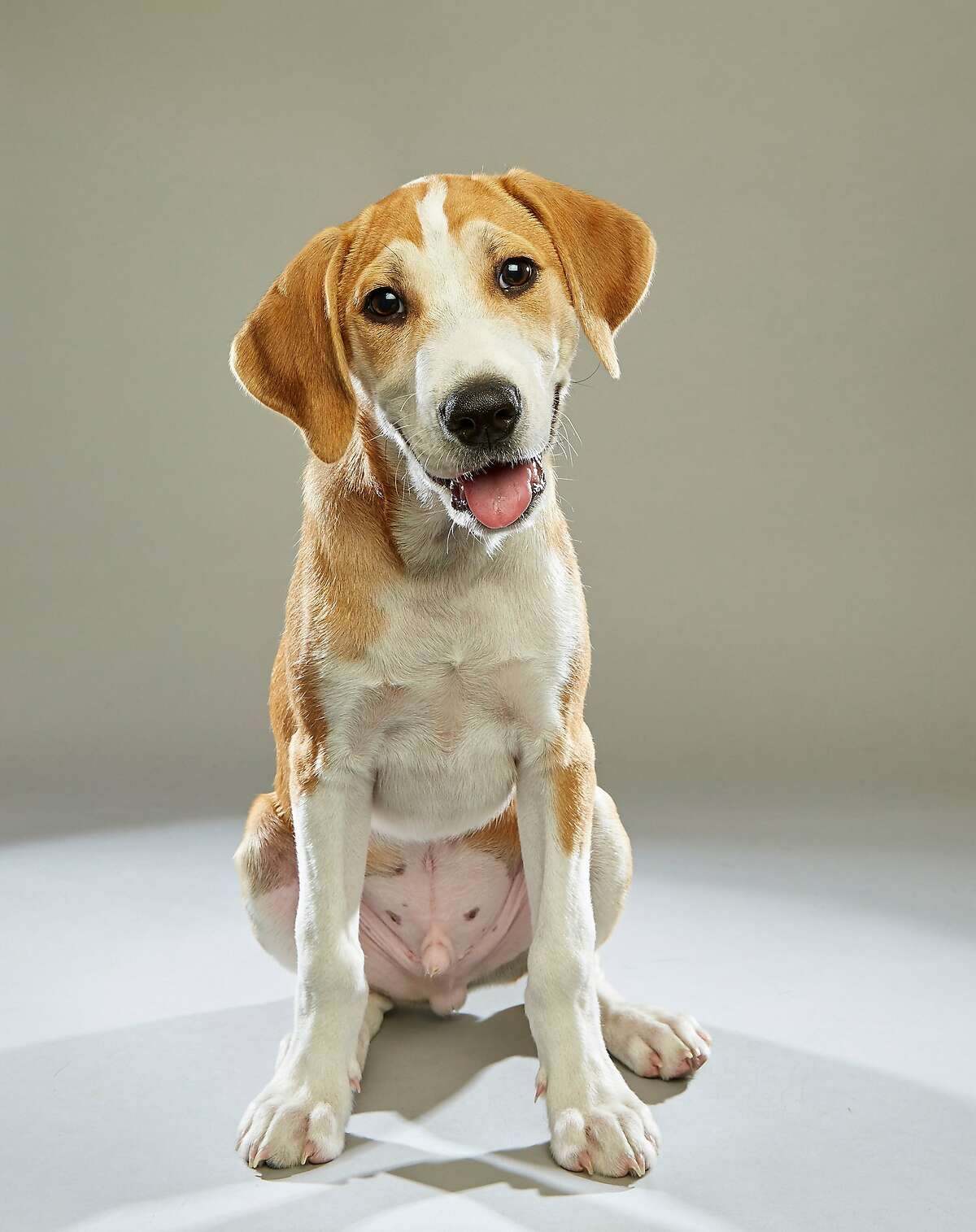 Barks, balls, and the Big Game: Meet your 2016 Puppy Bowl lineup