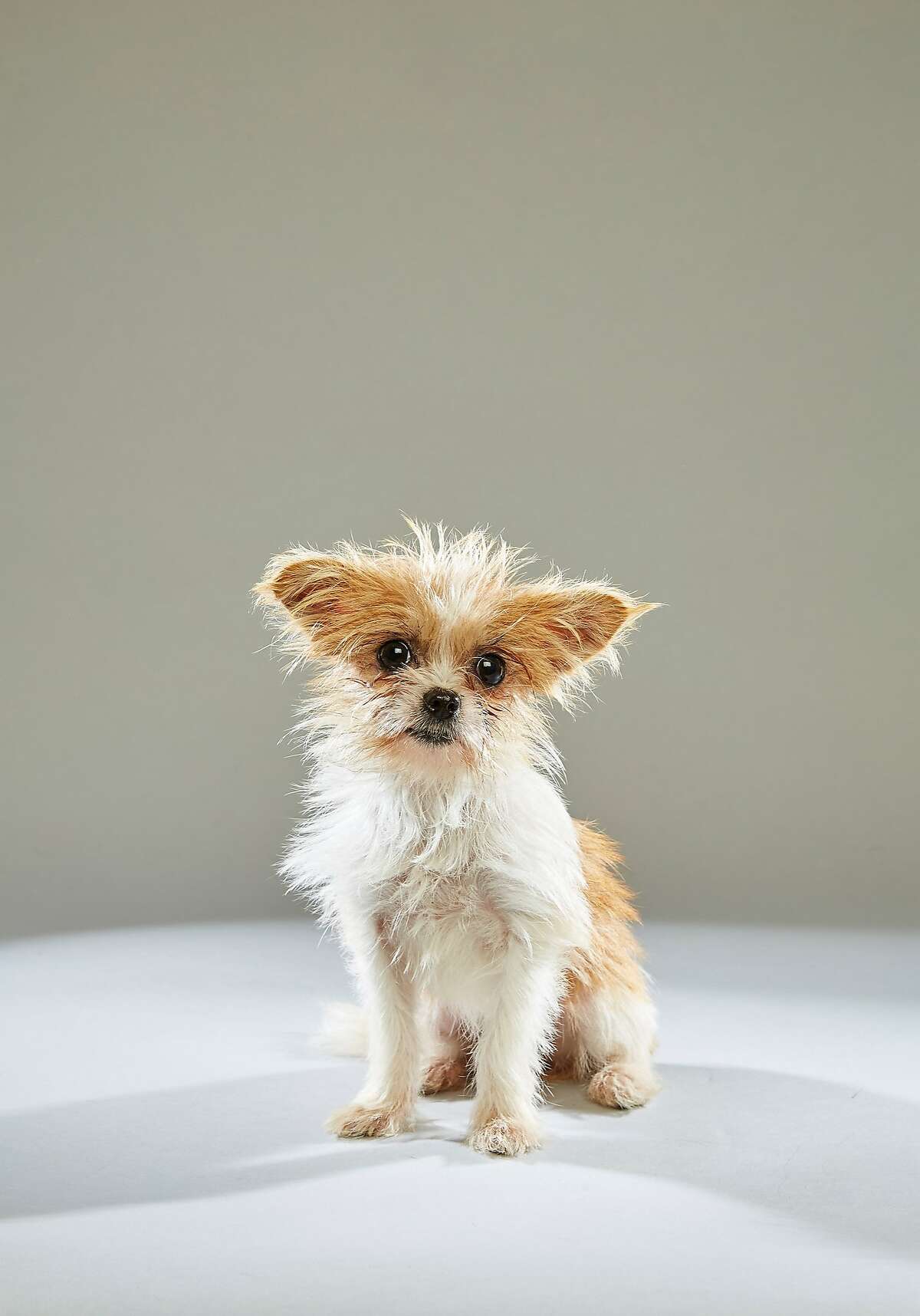 Barks, balls, and the Big Game: Meet your 2016 Puppy Bowl lineup