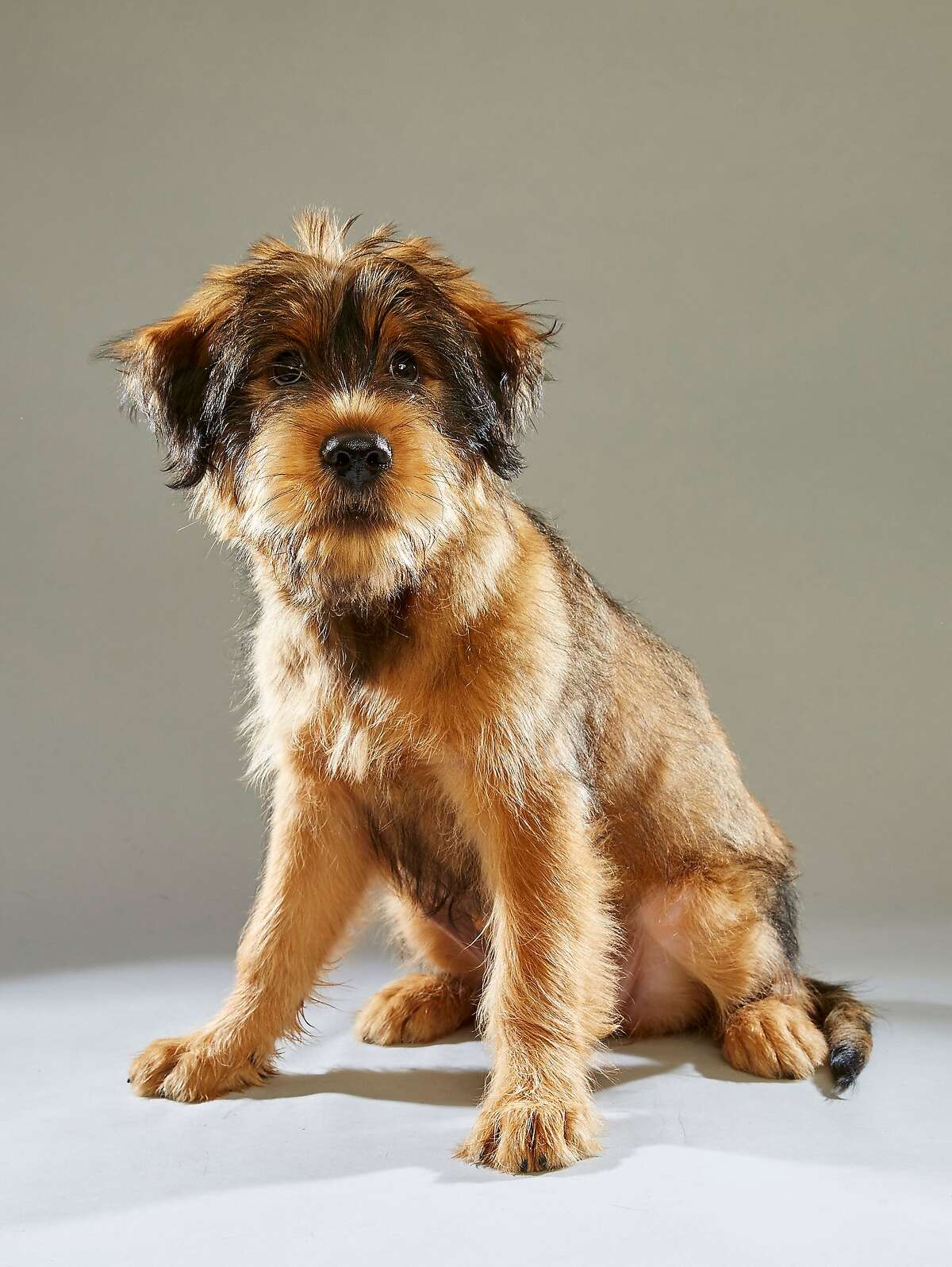 Barks, balls, and the Big Game: Meet your 2016 Puppy Bowl lineup