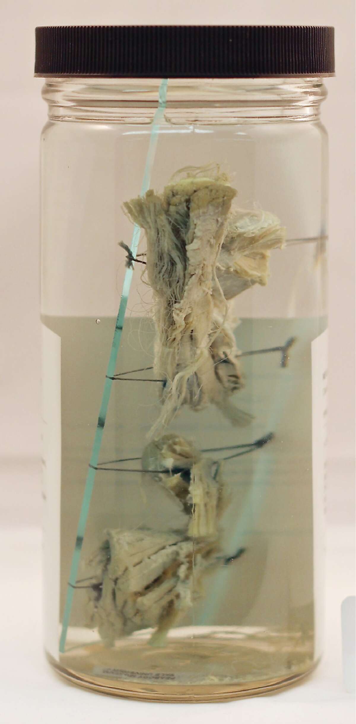 250,000-year-old wooly mammoth, tastes like sea turtle?