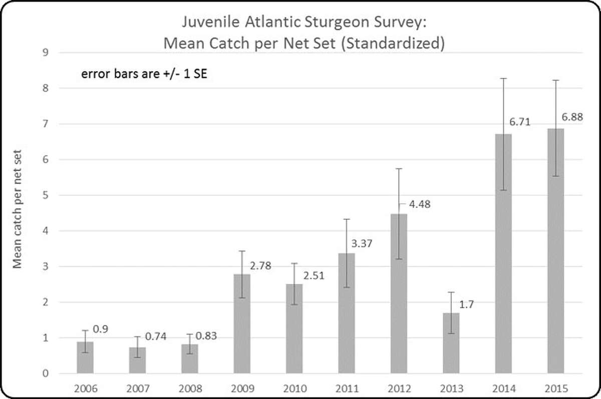 DEC: Hudson River sturgeon on the rebound