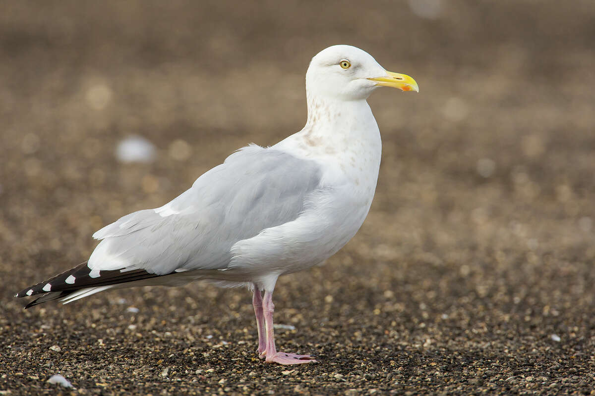 Captivated by always present gulls