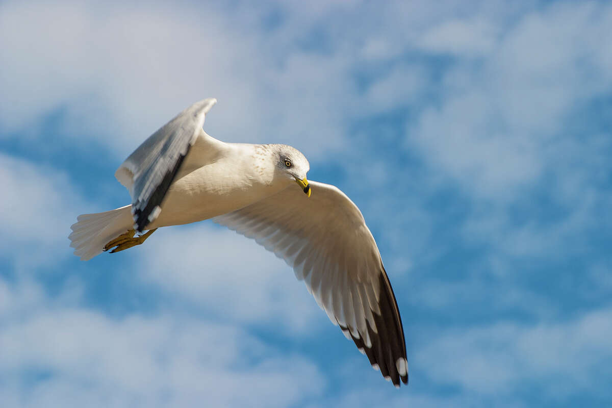 Captivated by always present gulls