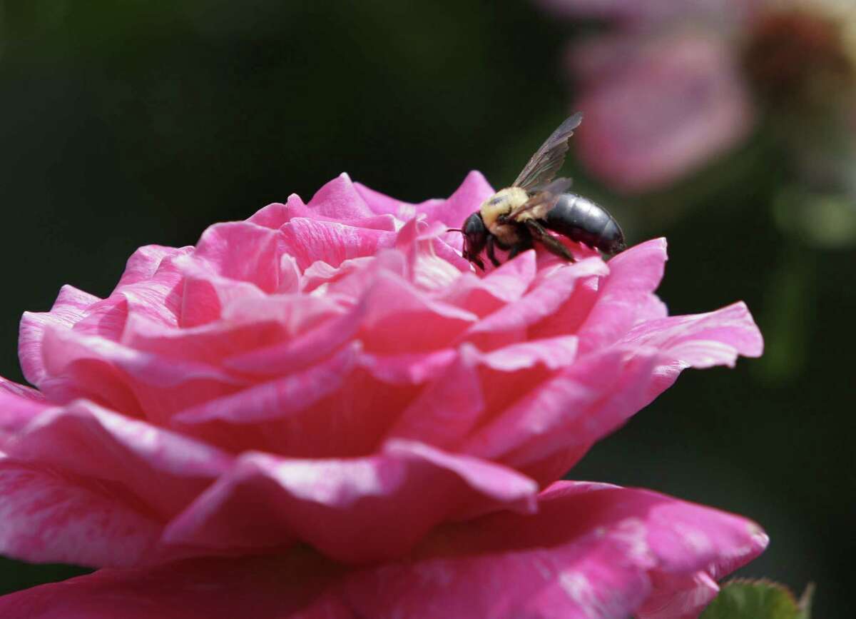 Create a backyard oasis for bees, birds, butterflies