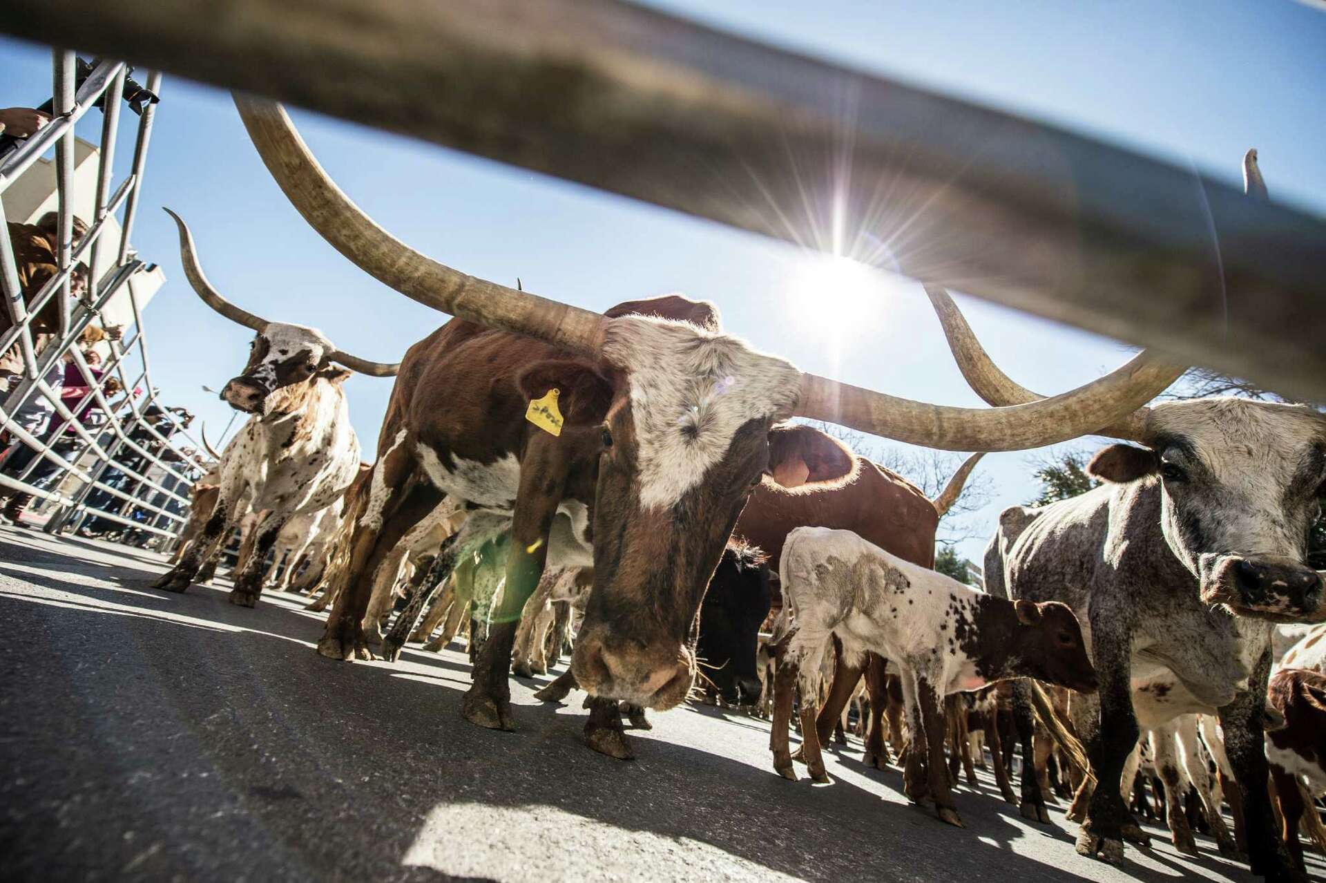 Annual cattle drive through downtown San Antonio is no bull