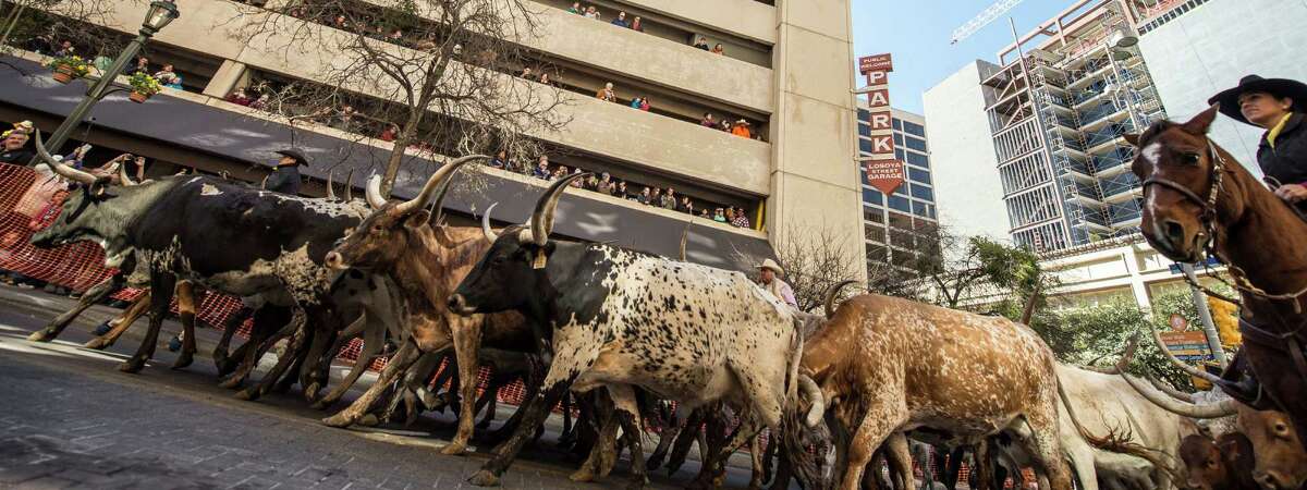 Annual cattle drive through downtown San Antonio is no bull