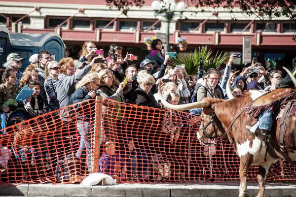 Longhorns are stars of annual parade and cattle drive - ExpressNews.com