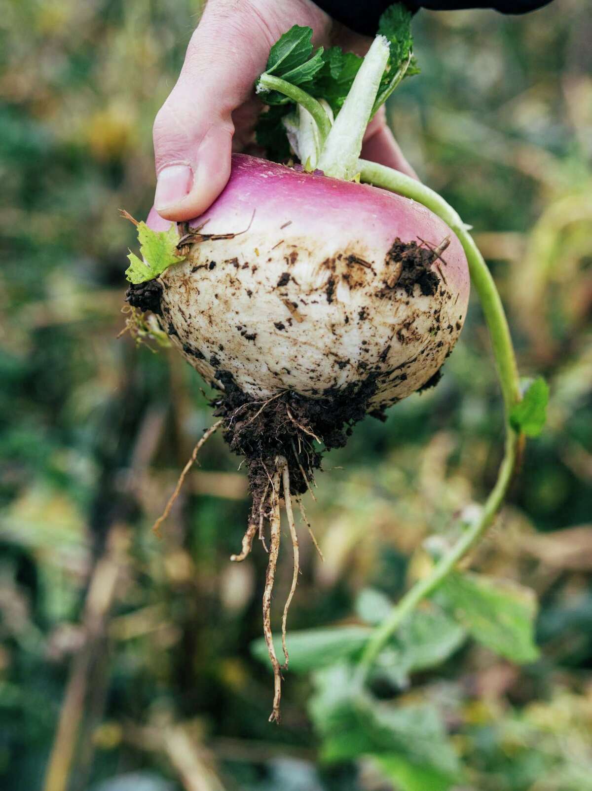Cover crops, a farming revolution with deep roots in the past