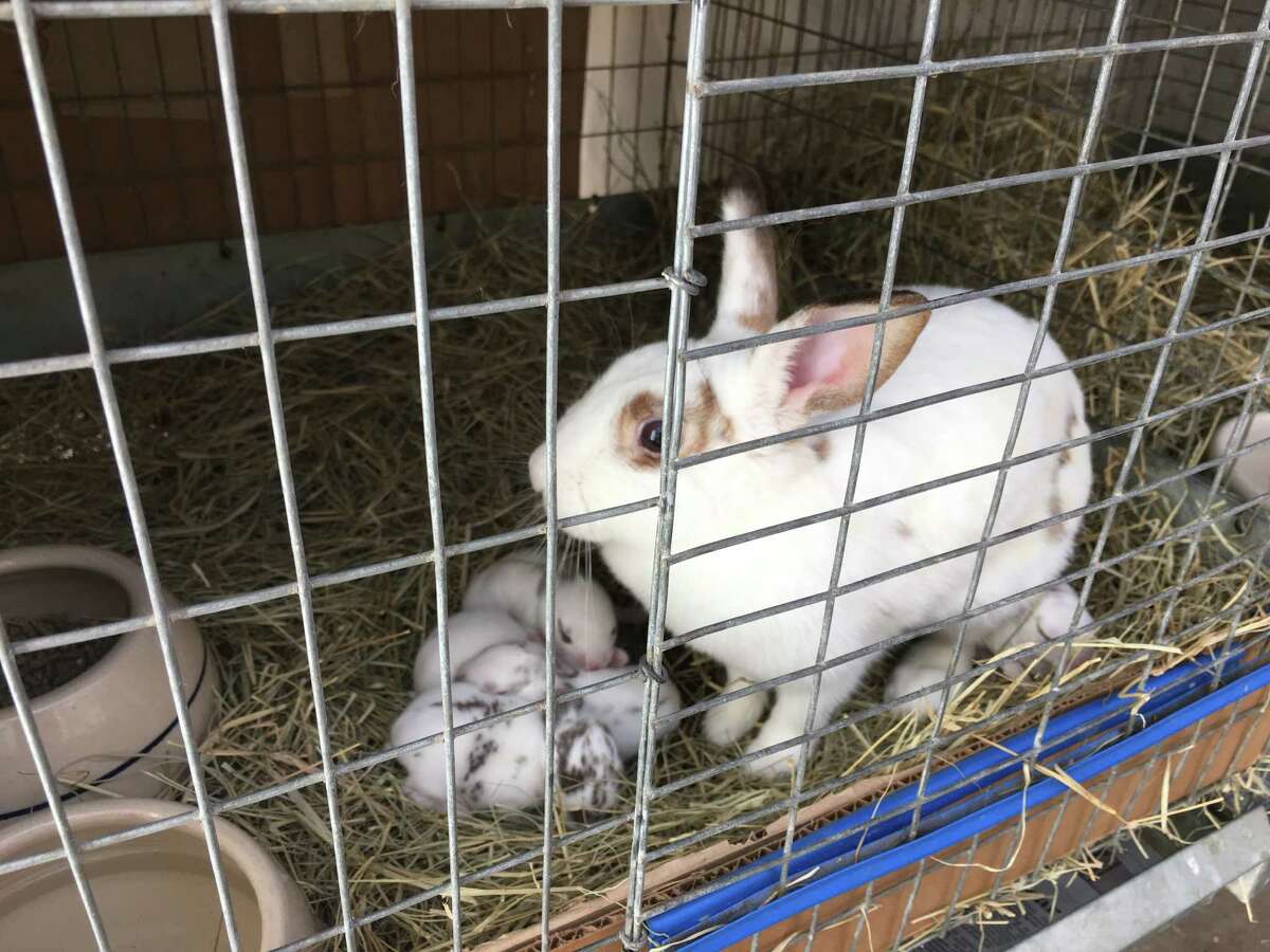 Wabash, the beloved urban feed store, is moving