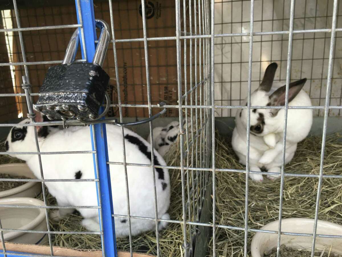 Wabash, the beloved urban feed store, is moving