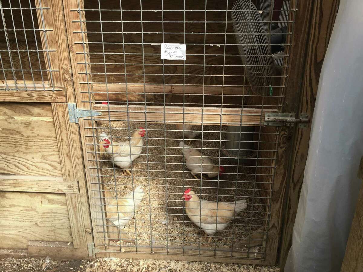 Wabash, the beloved urban feed store, is moving