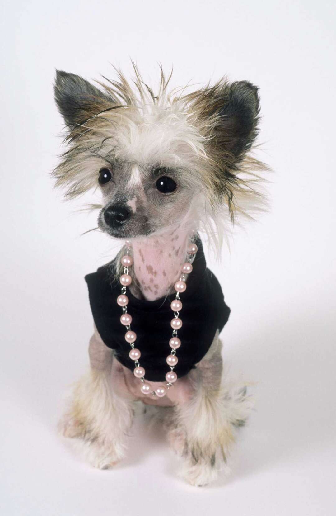 26 pets that are dressed for the job they want, not the job they have