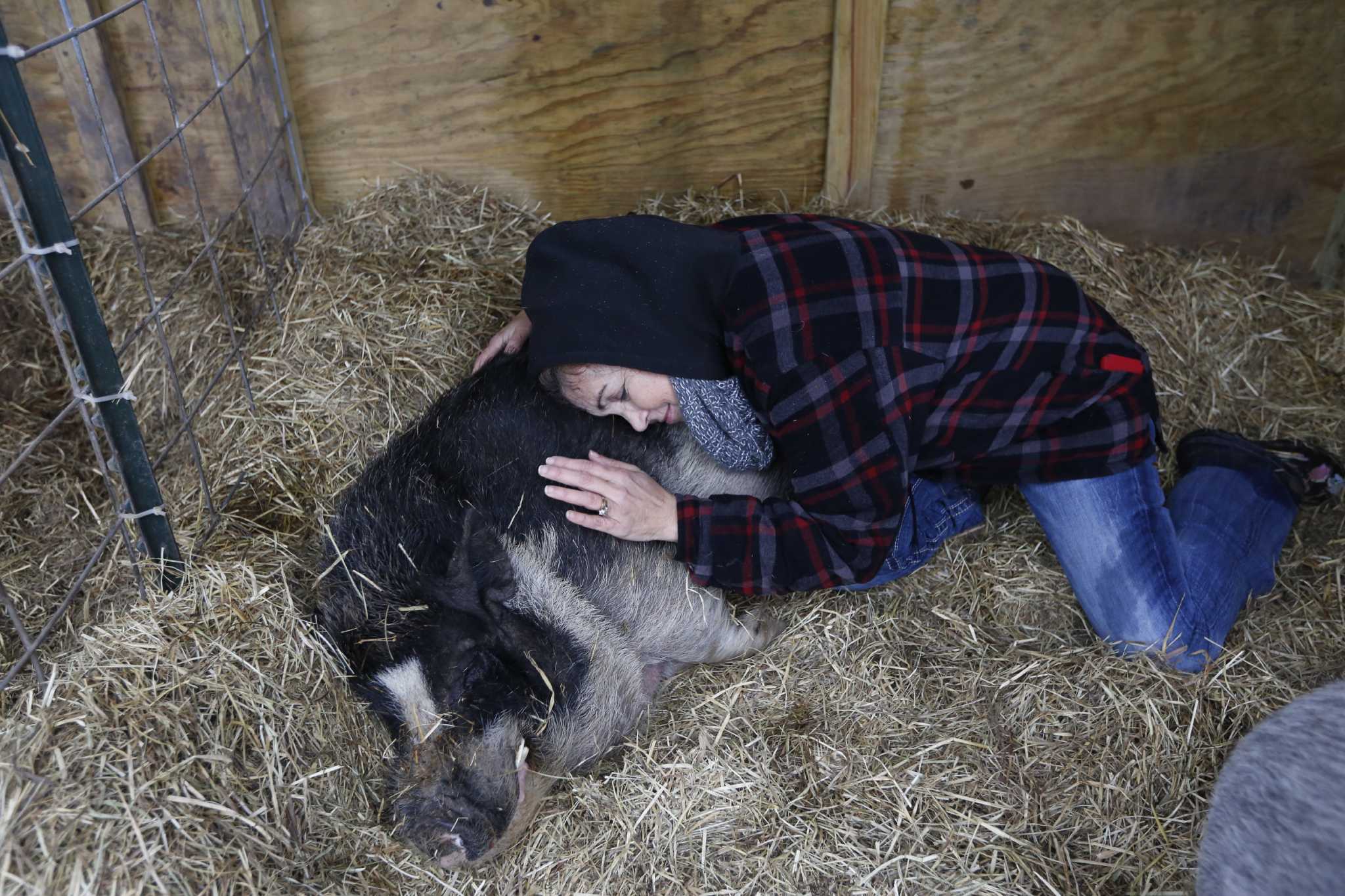 Vegan ranch rescues animals slated for slaughter