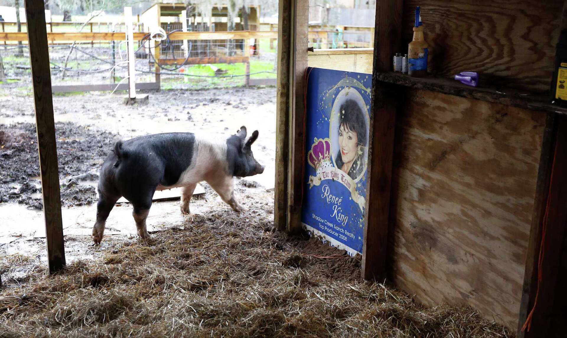 Vegan ranch rescues animals slated for slaughter