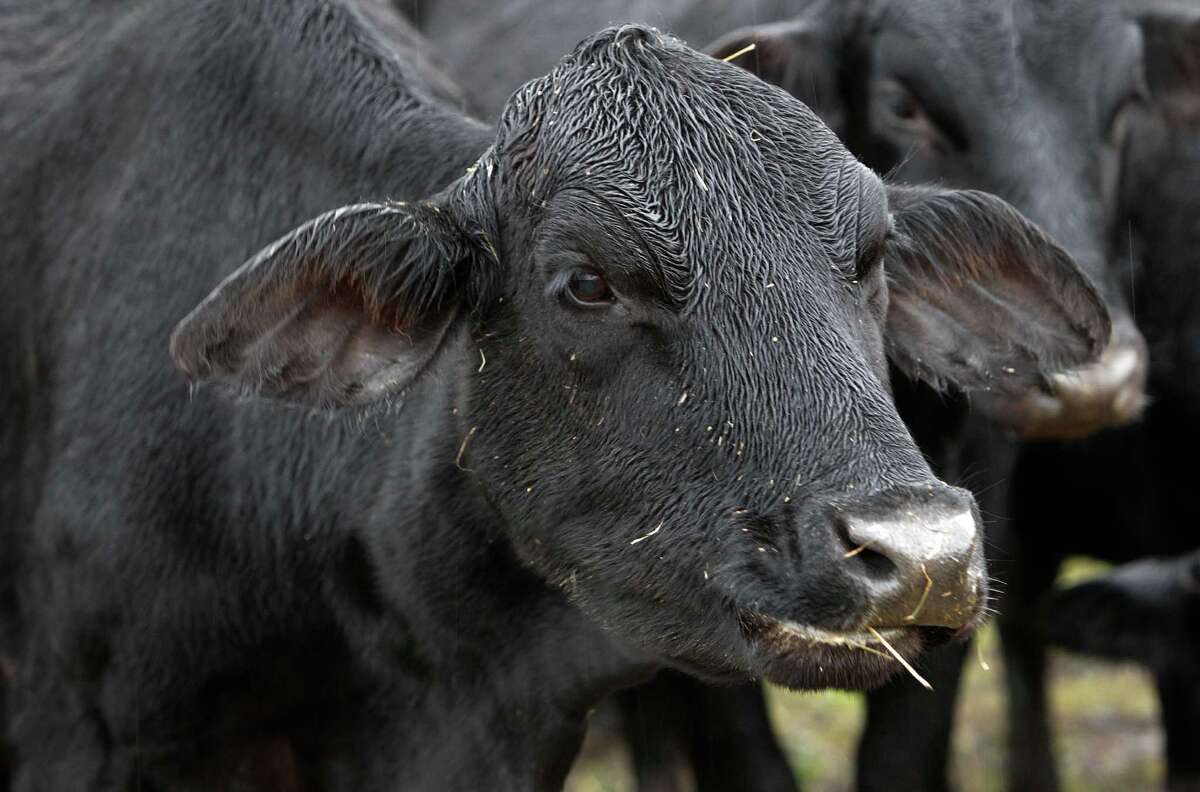 Vegan ranch rescues animals slated for slaughter