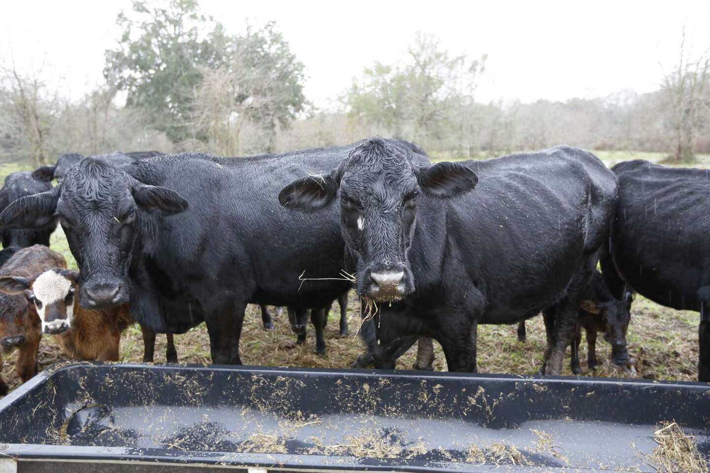 Vegan ranch rescues animals slated for slaughter