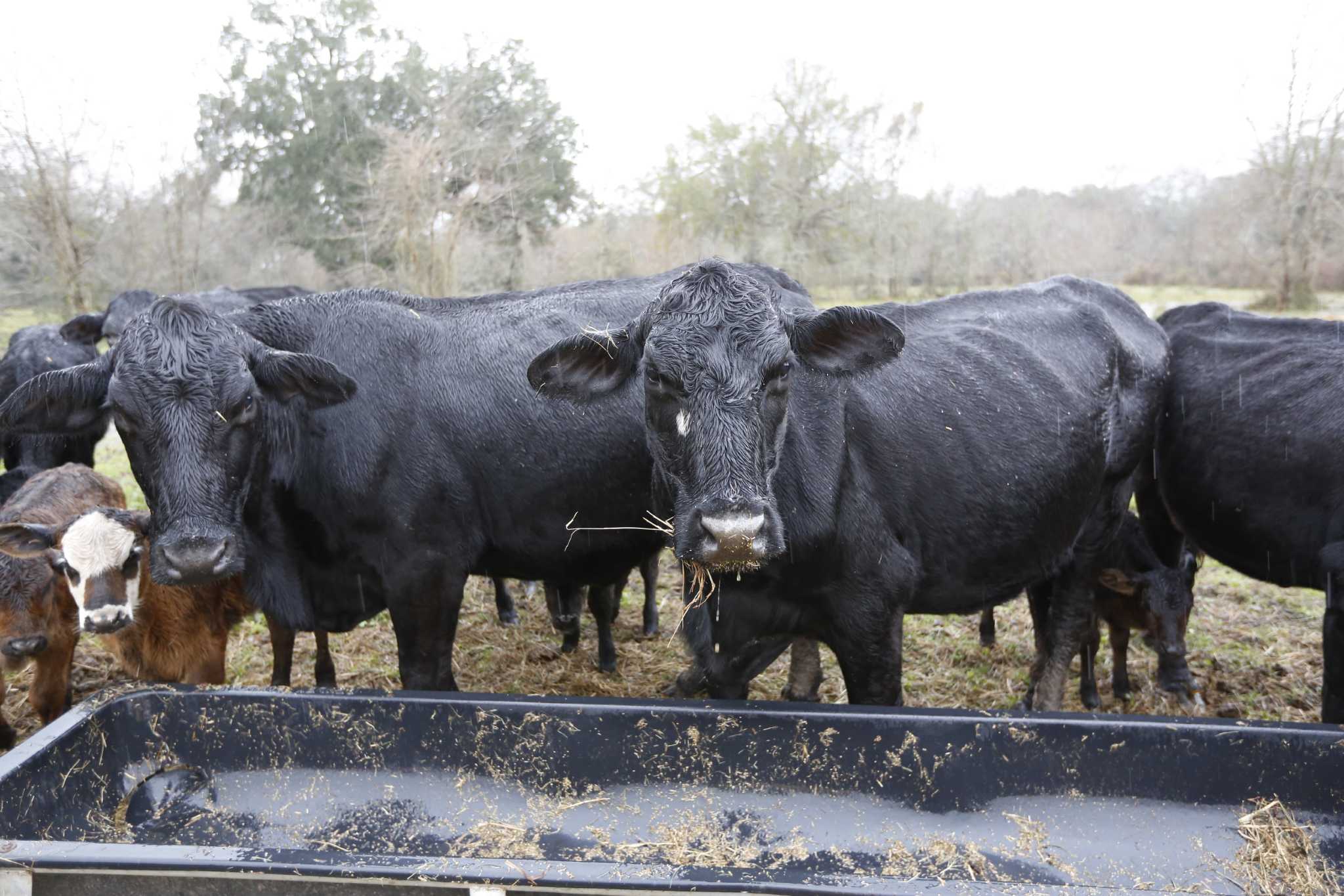 Lightning strike kills 19 cows in East Texas