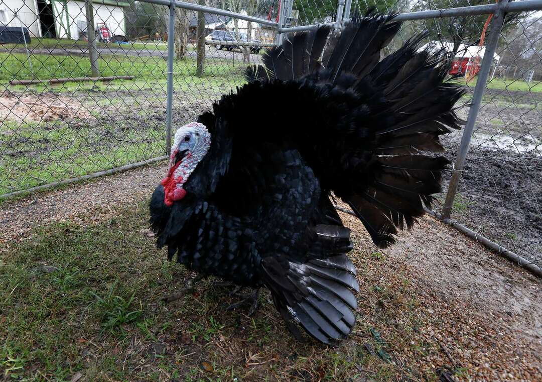 Vegan ranch rescues animals slated for slaughter
