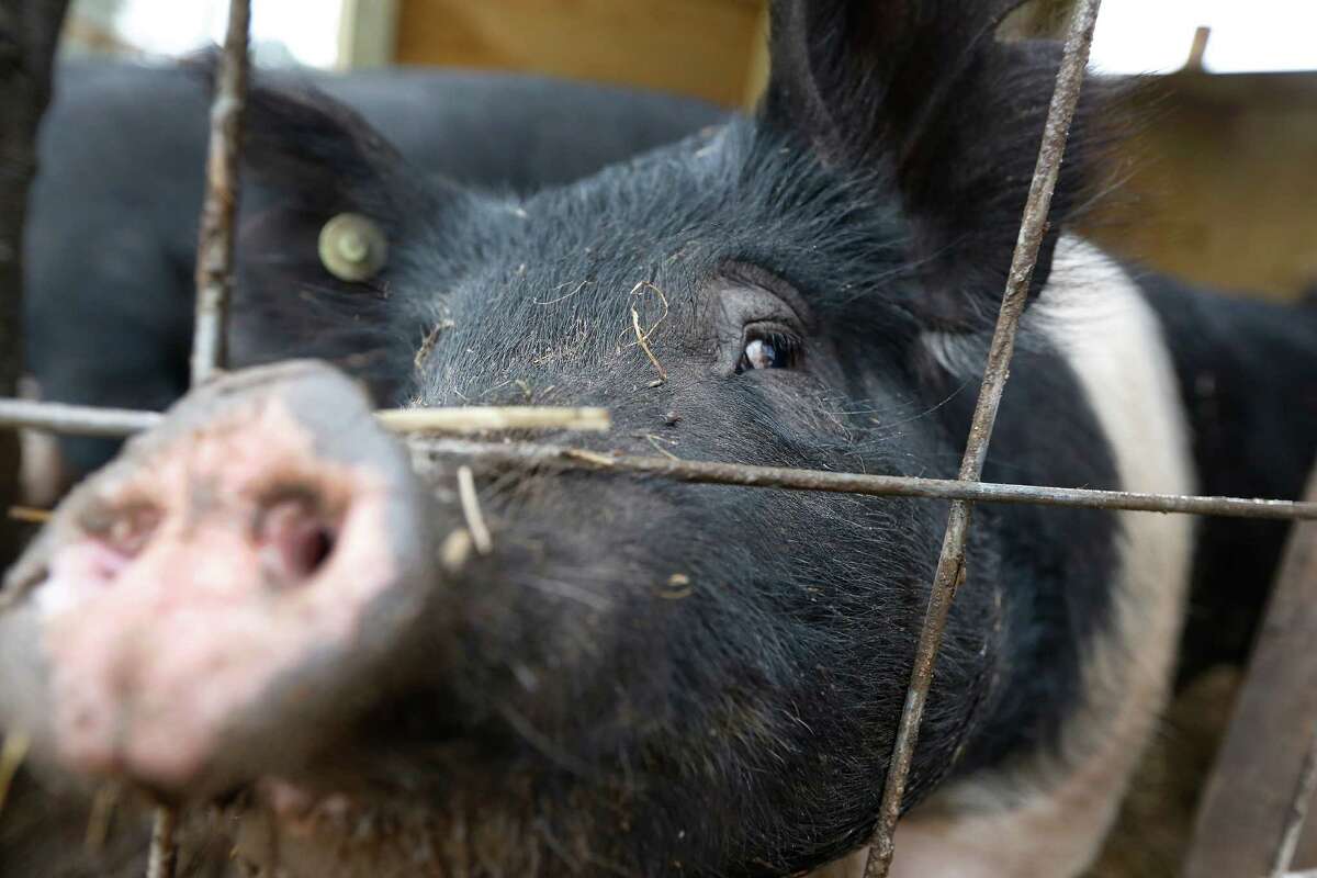 Vegan ranch rescues animals slated for slaughter