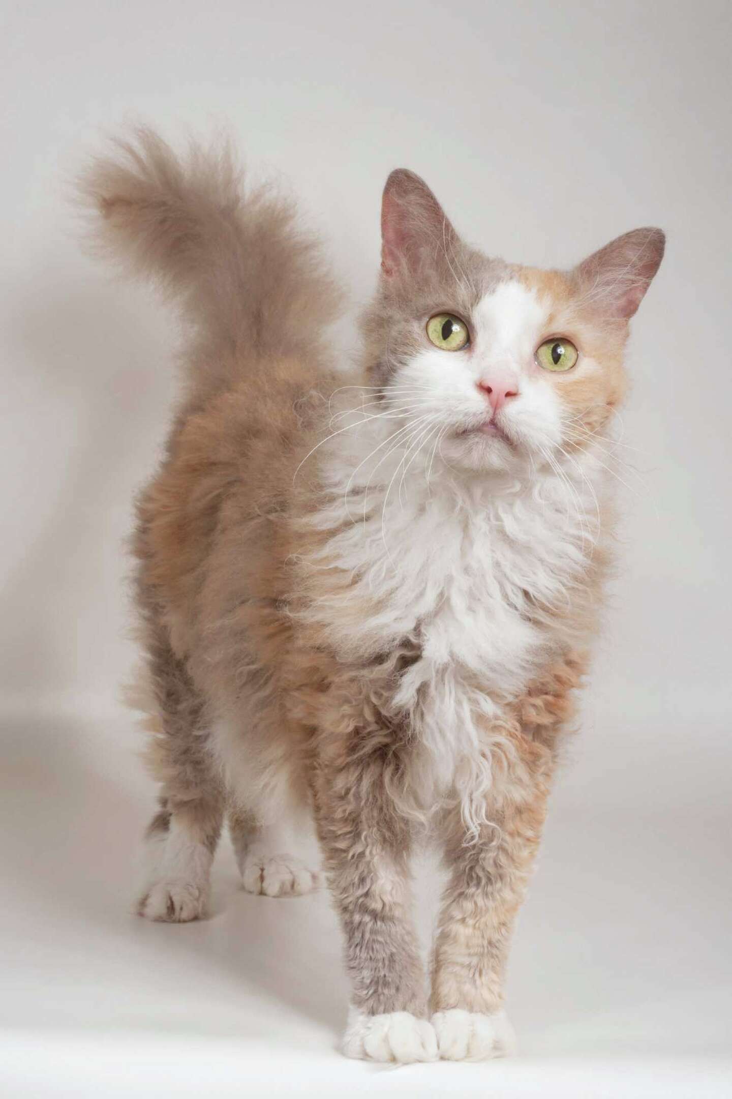 Seattle's top cat names: They're not 'Boots' or 'Whiskers,' but more human