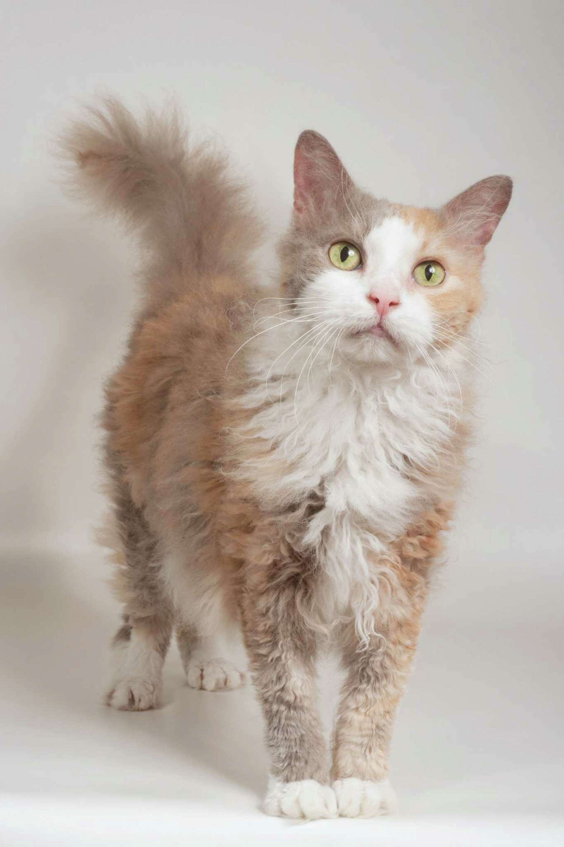 Seattle's top cat names: They're not 'Boots' or 'Whiskers,' but more human