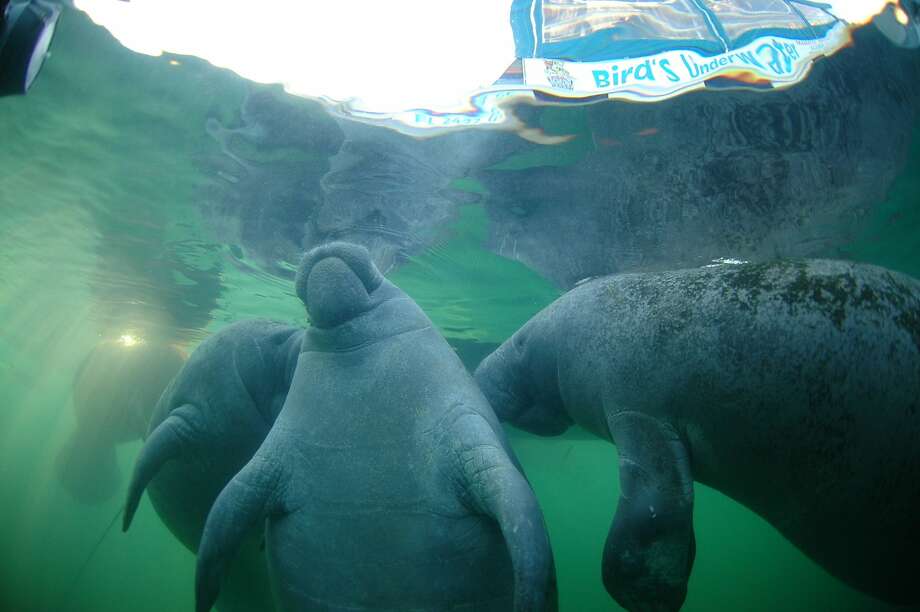 Over 300 manatees cause closure of Florida springs - SFGate