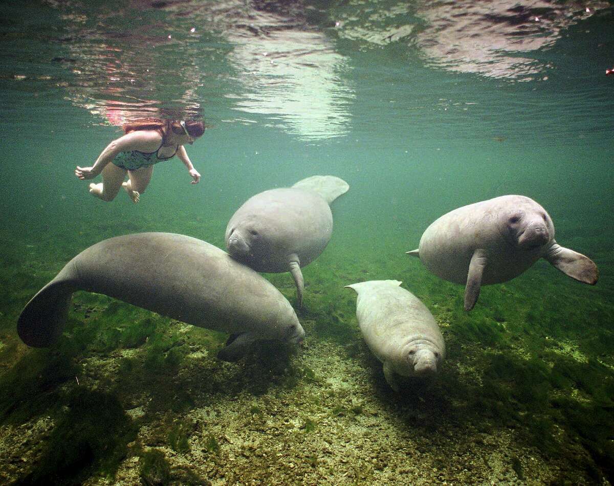 Over 300 manatees cause closure of Florida springs