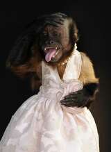 The coolest monkeys in pop culture, in time for the Year of the Monkey