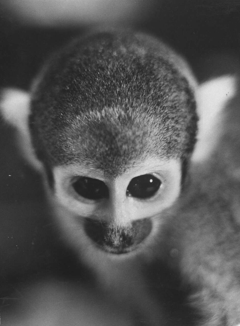 The coolest monkeys in pop culture, in time for the Year of the Monkey ...