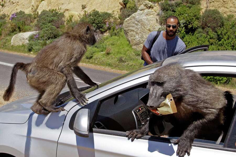 The coolest monkeys in pop culture, in time for the Year of the Monkey ...